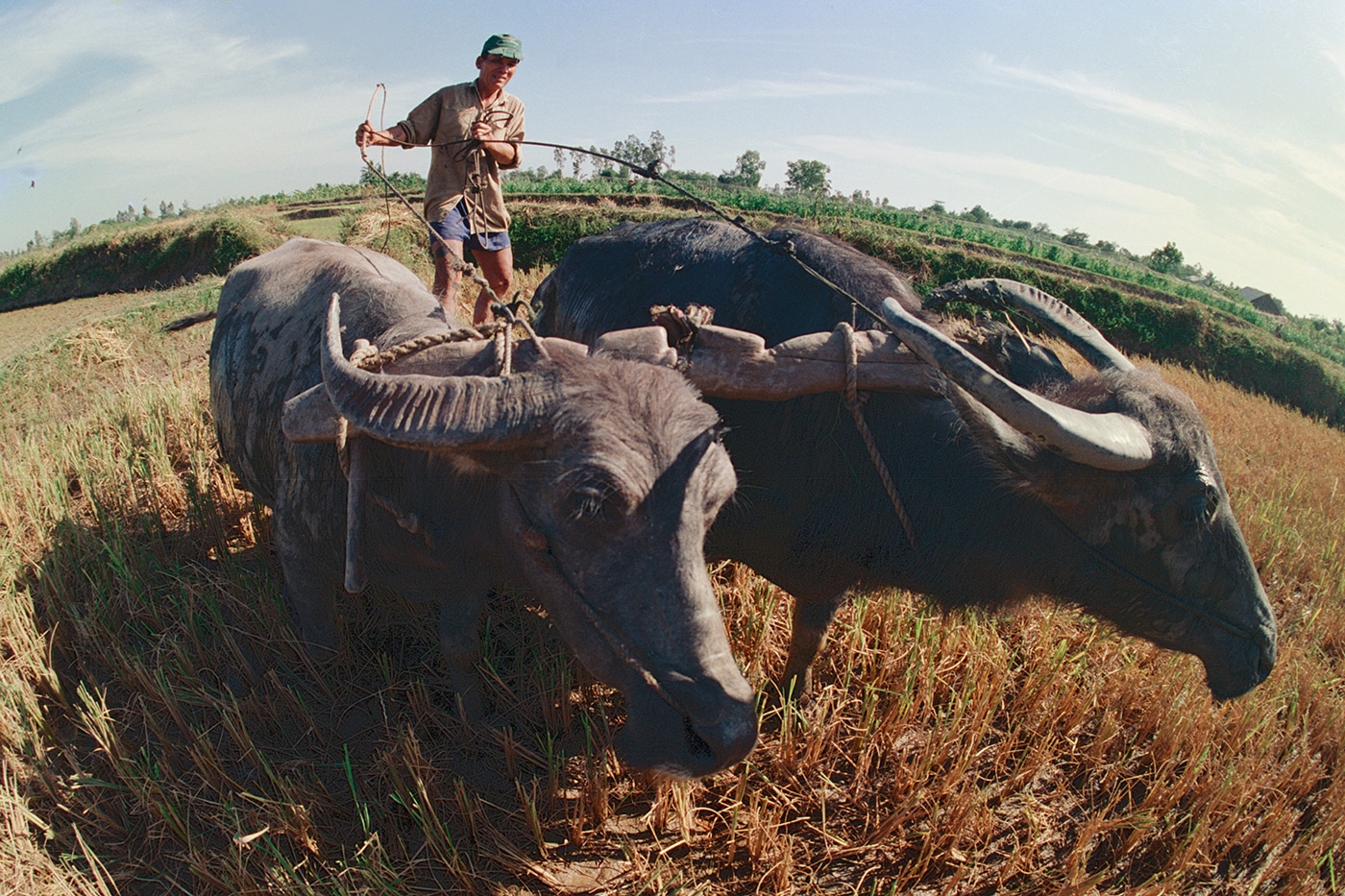 raymond m ray.thrupp Upload image 7-Vietnamese-Tractor - Masters Of ...