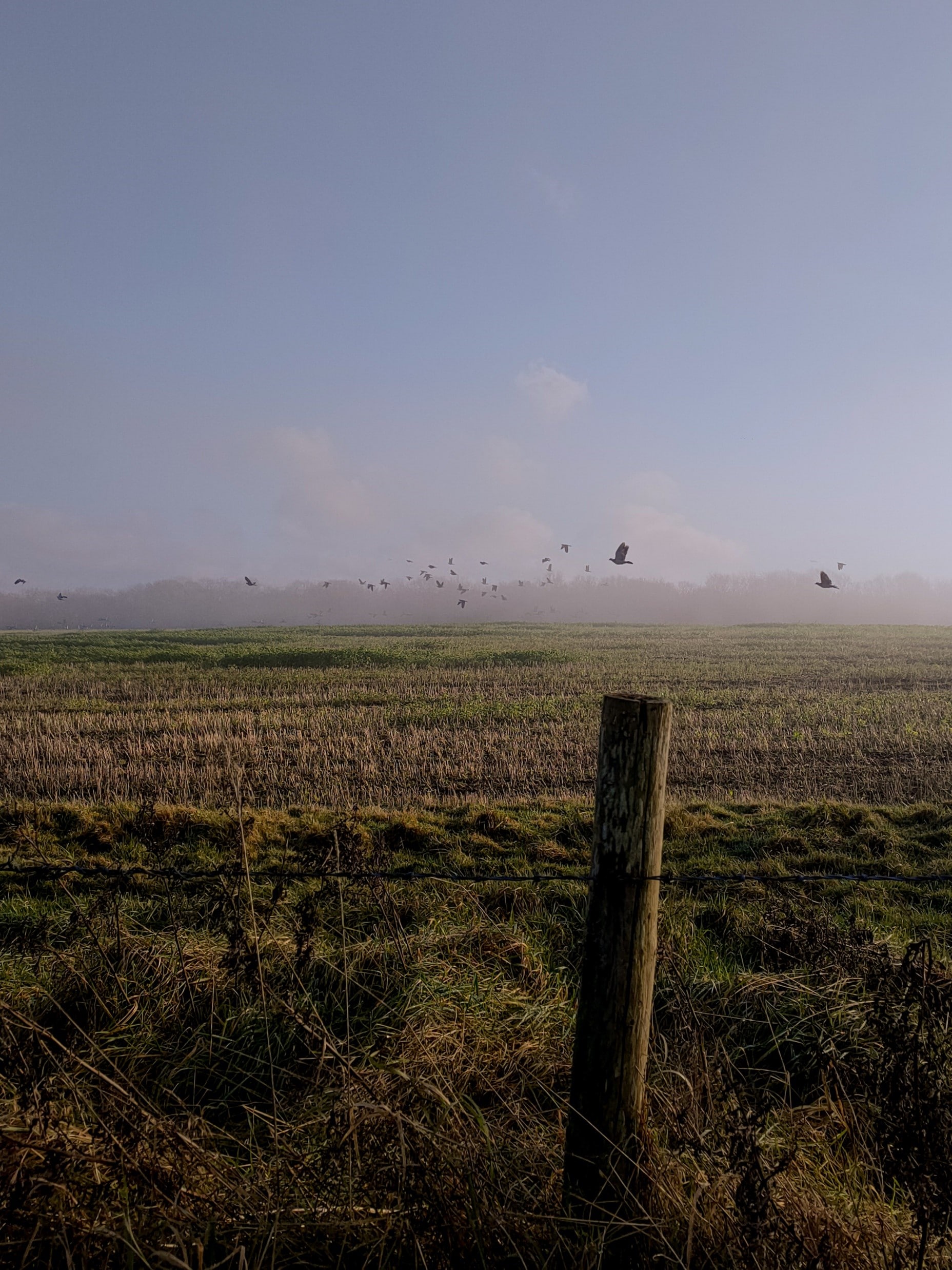 beth.brown Upload image birds-in-field - Masters Of Photography